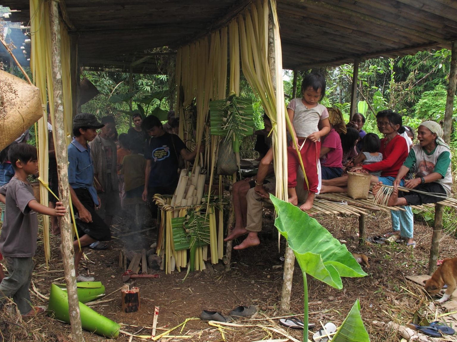 Forests of Dayak Meratus, Kalimantan (Indonesia 2011) – Dragoș Dubină